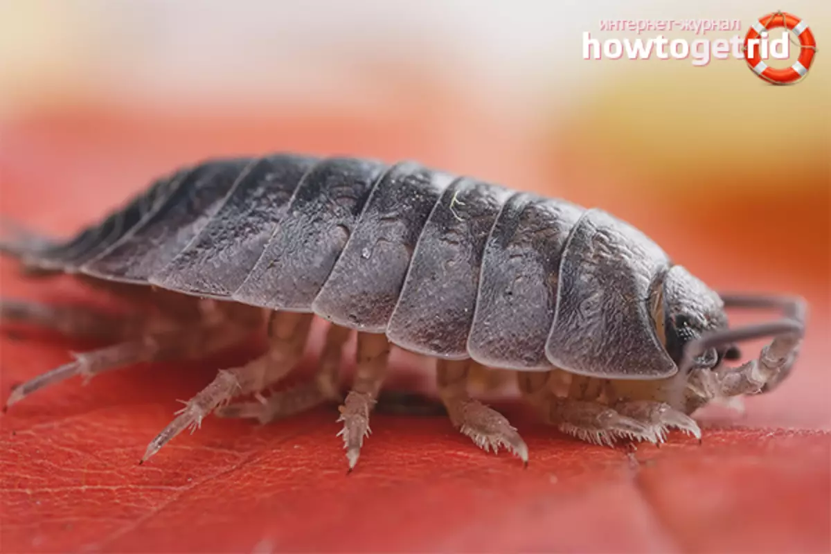 Kā atbrīvoties no dzīvokļa?