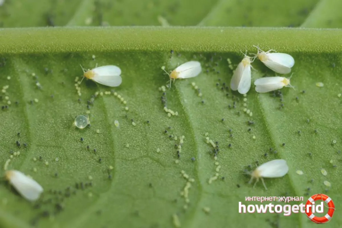 Kā atbrīvoties no Whitefly tautas aizsardzības līdzekļiem