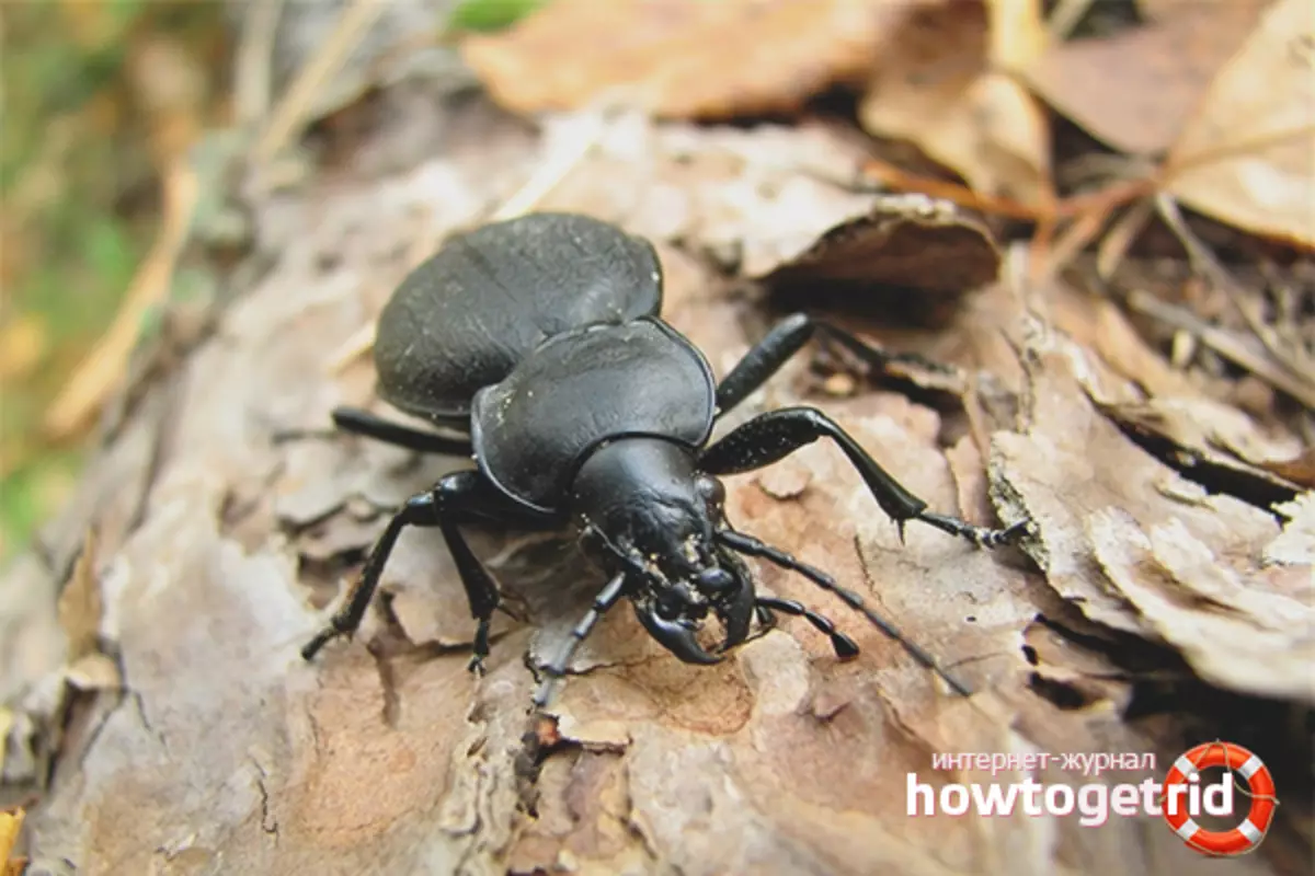 Kā atbrīvoties no Koroeed koka mājā