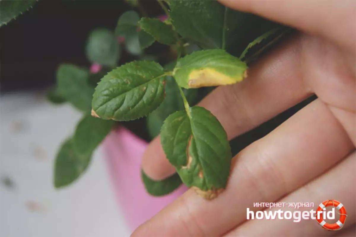 Tegn på en edderkop tick på planten