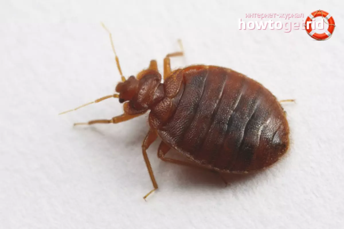 Wie kann ich Bugs in der Wohnung loswerden?