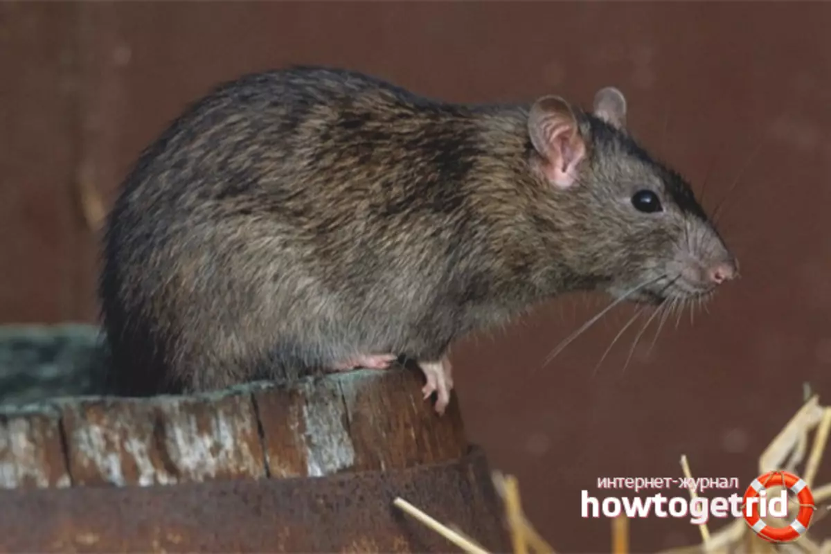 Wie man Ratten in der Hühnerstall loswerden