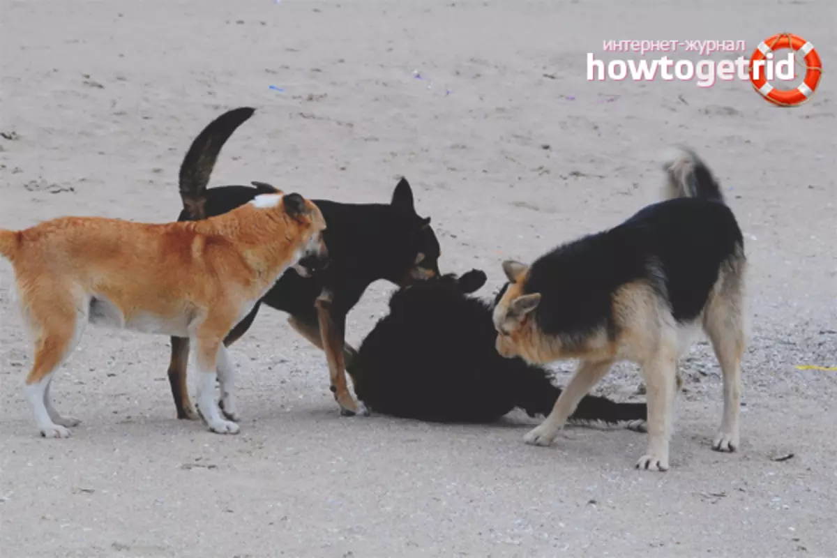 Wie man streunende Hunde im Hof ​​und im Land loswerden