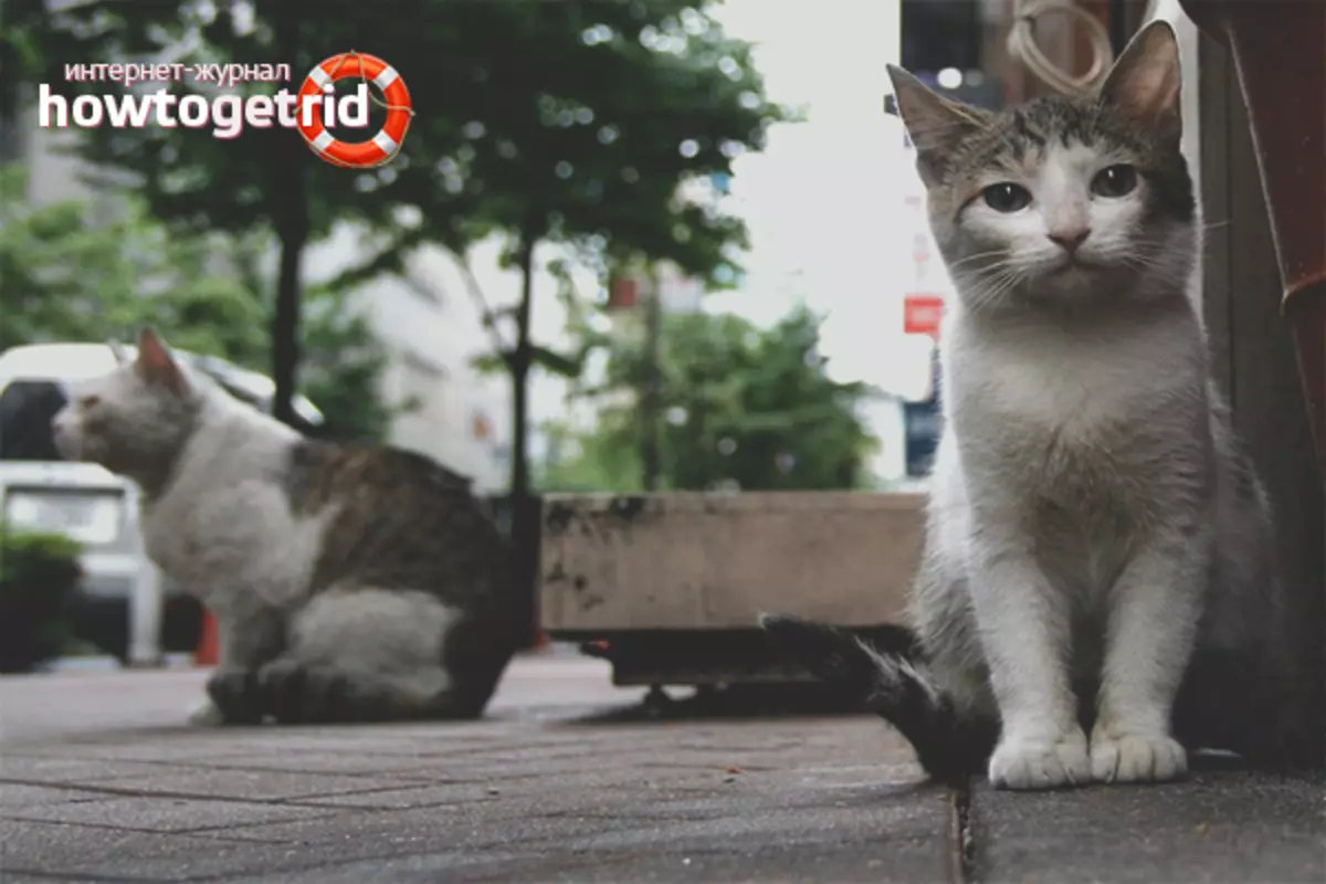 Wie bekomme ich obdachlose Katzen und Katzen?