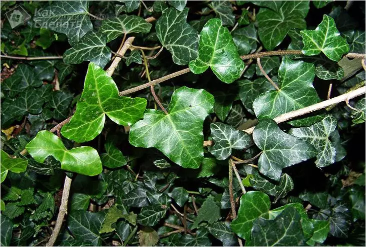 Ivy