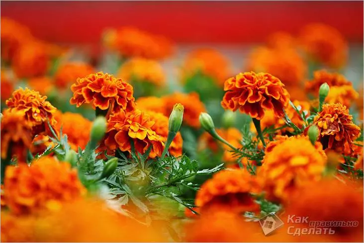 Marigold