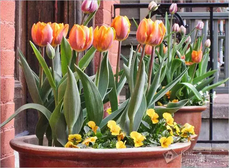 Tulipes comme couleurs focales