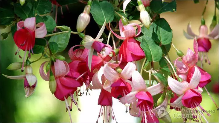 I-fuchsia