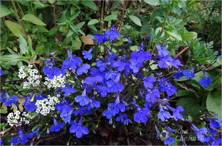 Lobelia