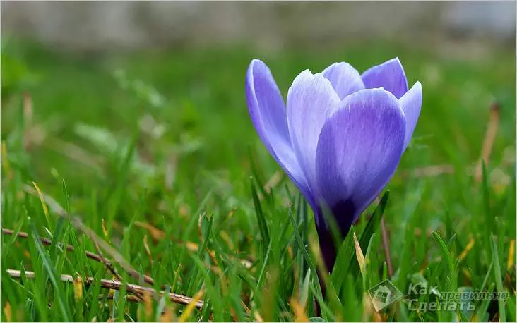 Crocus