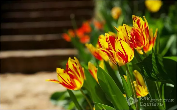 Tulipes