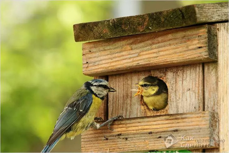 Kuinka tehdä Birdhouse omilla kädet - ohjeet lintujen valmistukseen (+ piirustukset) 2327_1