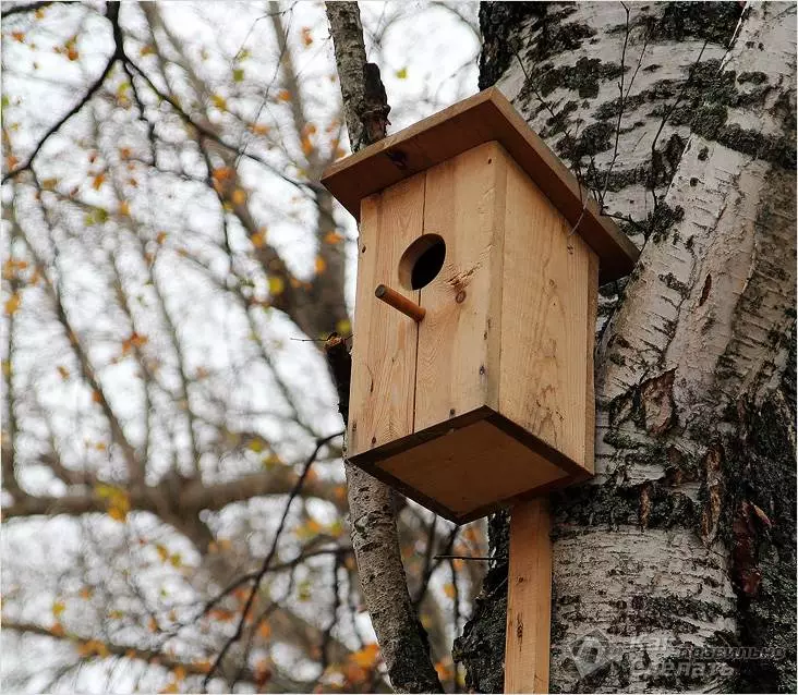 birdhouse ຢູ່ເທິງຕົ້ນໄມ້