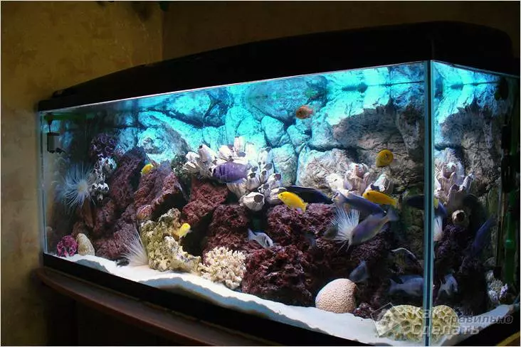 Ungayenza njani i-aquarium ngezandla zakho - ukuveliswa ngokuzimeleyo 2580_1